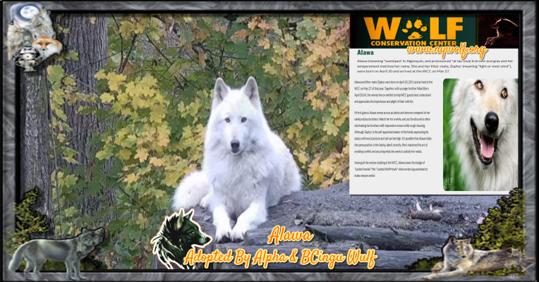 Genesis's Adopt a Wolf Program - Genesis3DX